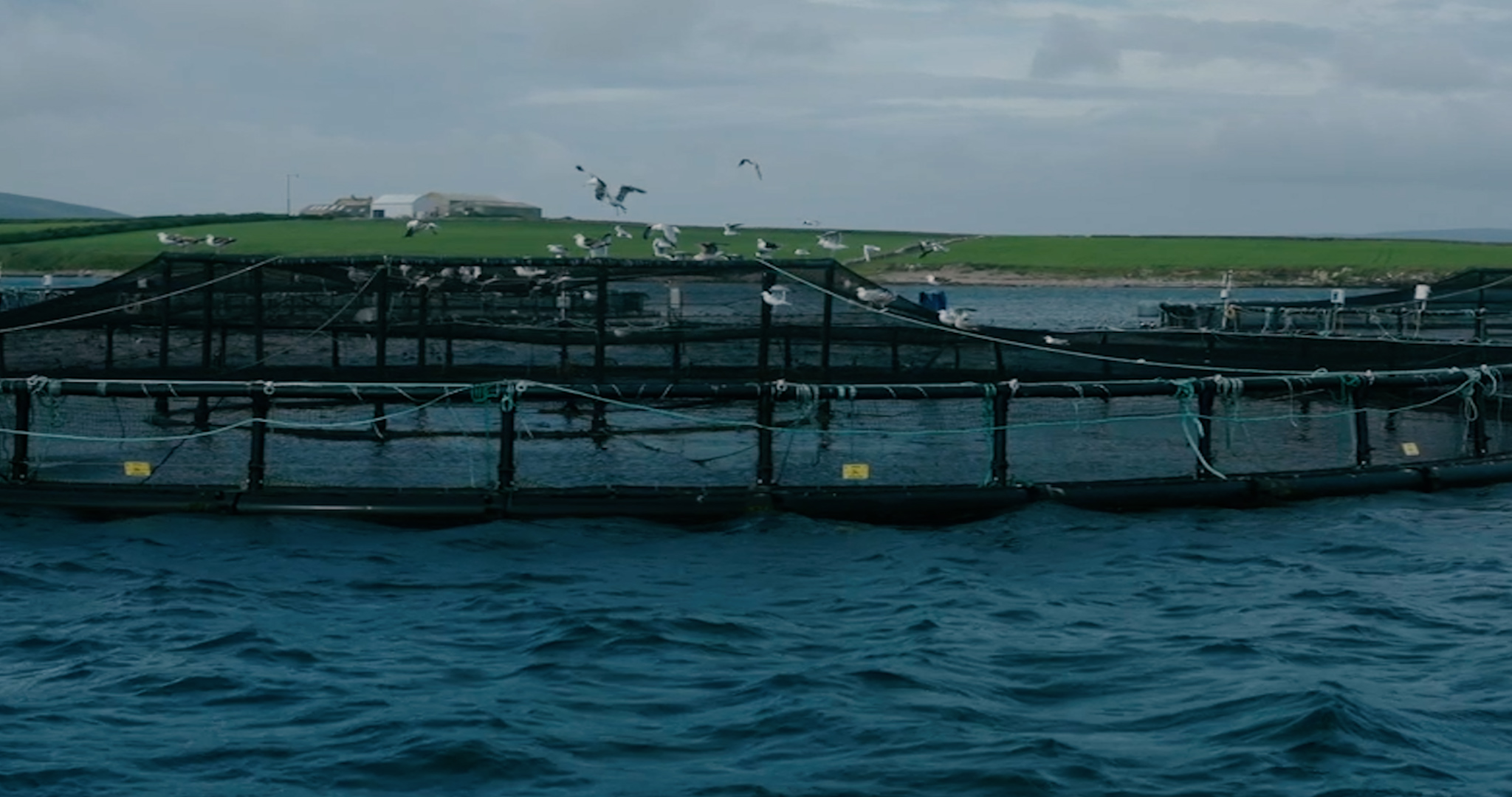 Collaborating with Cooke Aquaculture - Fjord Maritime